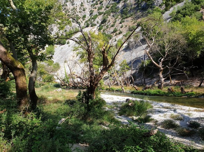 ΝΟΣΟΣ ΠΛΑΤΑΝΩΝ: ΜΕΓΑΛΟ ΤΟ ΠΡΟΒΛΗΜΑ ΣΤΗΝ ΉΠΕΙΡΟ, ΑΝΕΠΑΡΚΗ ΜΕΤΡΑ ...