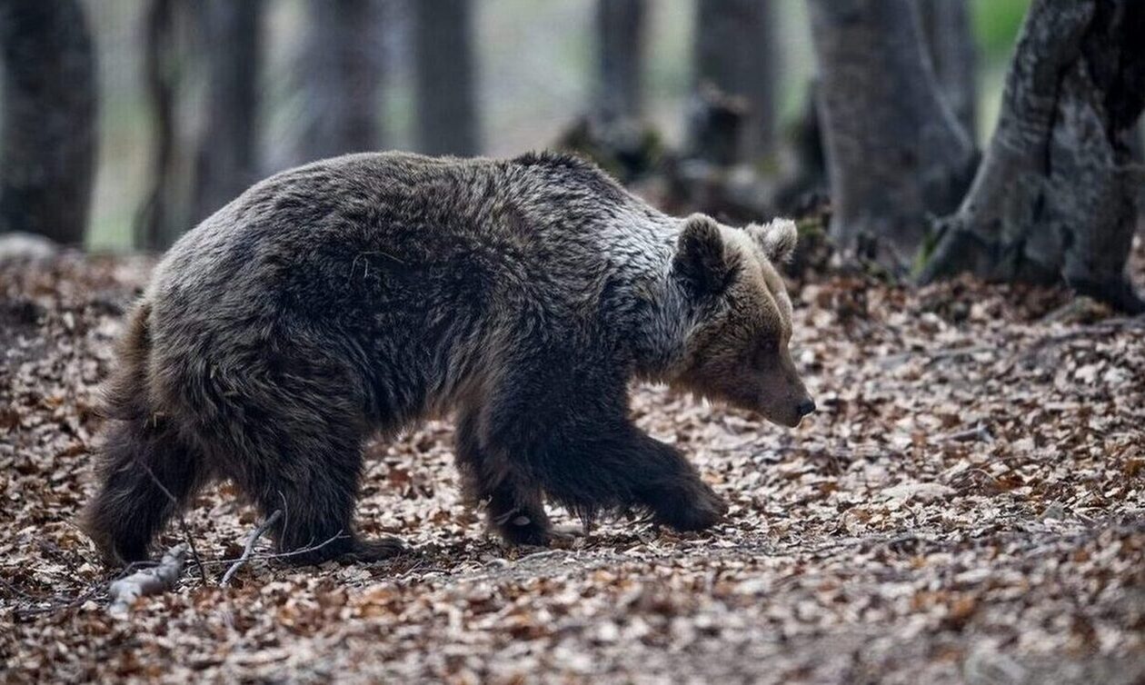 ΑΡΤΑ: ΓΙΑΤΙ ΜΩΡΗ ΘΕΛΕΙΣ ΝΑ ΜΕ ΣΚΟΤΩΣΕΙΣ;ΕΧΩ ΜΙΚΡΑ ΠΑΙΔΙΑ | ArtaVoice ...