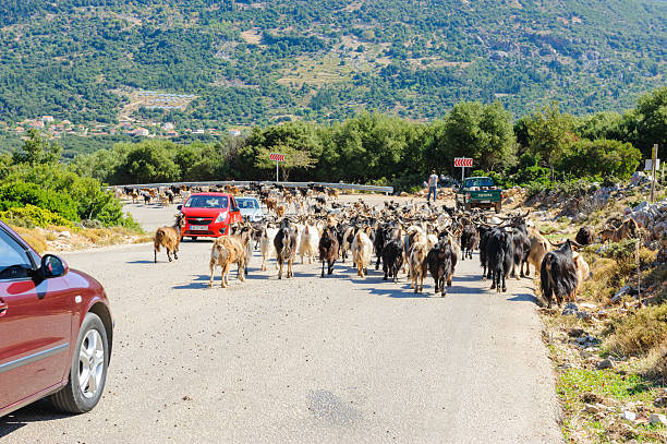 ΑΡΤΑ: ΑΝΤ/ΧΟΣ ΚΑΤΑΔΙΚΑΣΤΗΚΕ ΓΙΑ ΘΑΝΑΤΗΦΟΡΟ ΤΡΟΧΑΙΟ ΜΕ ΑΝΕΠΙΤΗΡΗΤΑ ΖΩΑ ...
