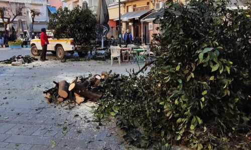 ΑΡΤΑ: ΝΑ ΓΙΑΤΙ ΚΟΨΑΜΕ ΤΑ ΔΕΝΤΡΑ ΣΤΗ ΠΛΑΤΕΙΑ ΜΟΝΟΠΩΛΙΟΥ | ArtaVoice - Τα ...