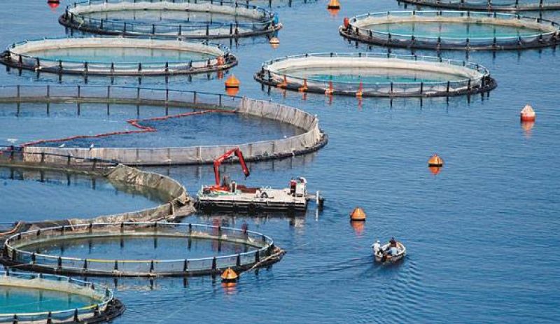 ΑΡΤΑ: ΑΝΑΔΕΙΞΗ ΤΩΝ ΠΡΟΪΟΝΤΩΝ ΑΛΙΕΙΑΣ ΚΑΙ ΥΔΑΤΟΚΑΛΛΙΕΡΓΕΙΑΣ ΠΡΟΕΛΕΥΣΗΣ ...