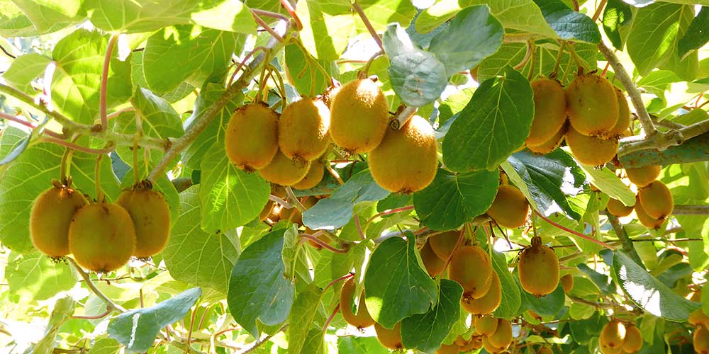 Ο ΣΥΡΙΖΑ – ΠΣ ΆΡΤΑΣ ΓΙΑ ΤΙΣ ΚΑΤΑΣΤΡΟΦΕΣ ΣΤΑ ΑΚΤΙΝΙΔΙΑ ΑΠΟ ΤΗΝ ...